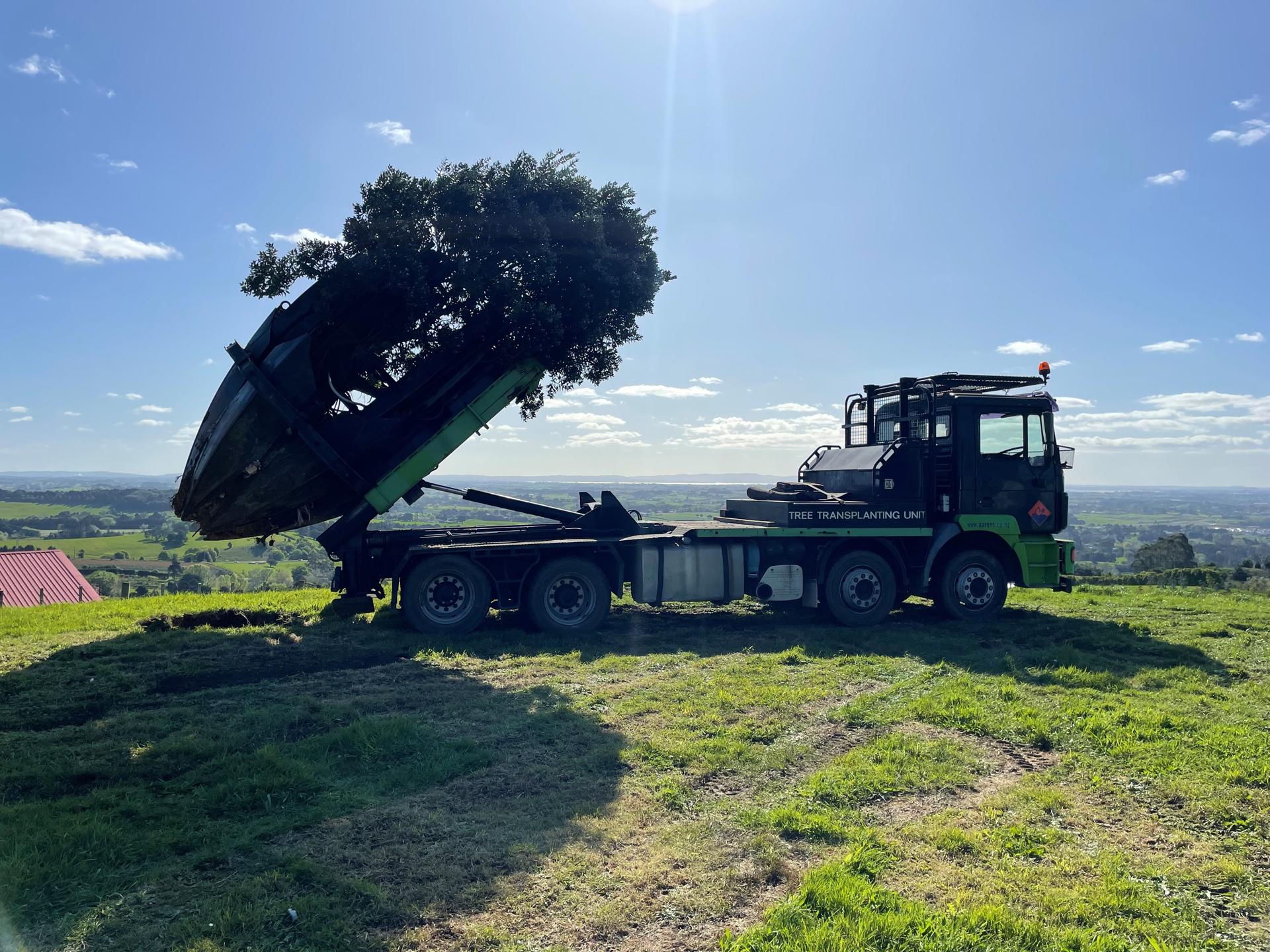 Transplanting Auckland | Aaron's Contracting | Free Quote